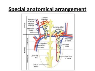 Counter current mechanism-physiology.ppt