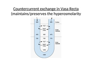 Counter current mechanism-physiology.ppt