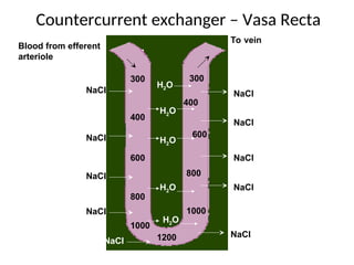 Counter current mechanism-physiology.ppt