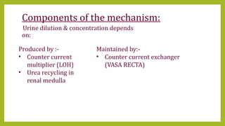 counter current mechanism 2.pptx hdnjdbdhdbsbe | PPTX