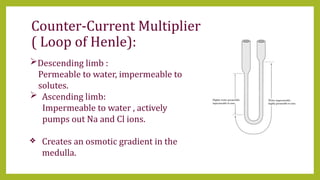 counter current mechanism 2.pptx hdnjdbdhdbsbe | PPTX