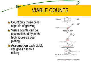 Counting Micro Organisms | PPT