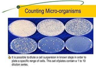 Counting Micro Organisms | PPT