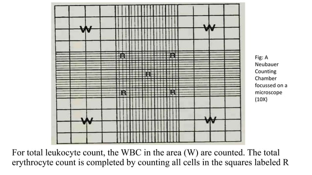 Counting of rbc and wbc | PPTX