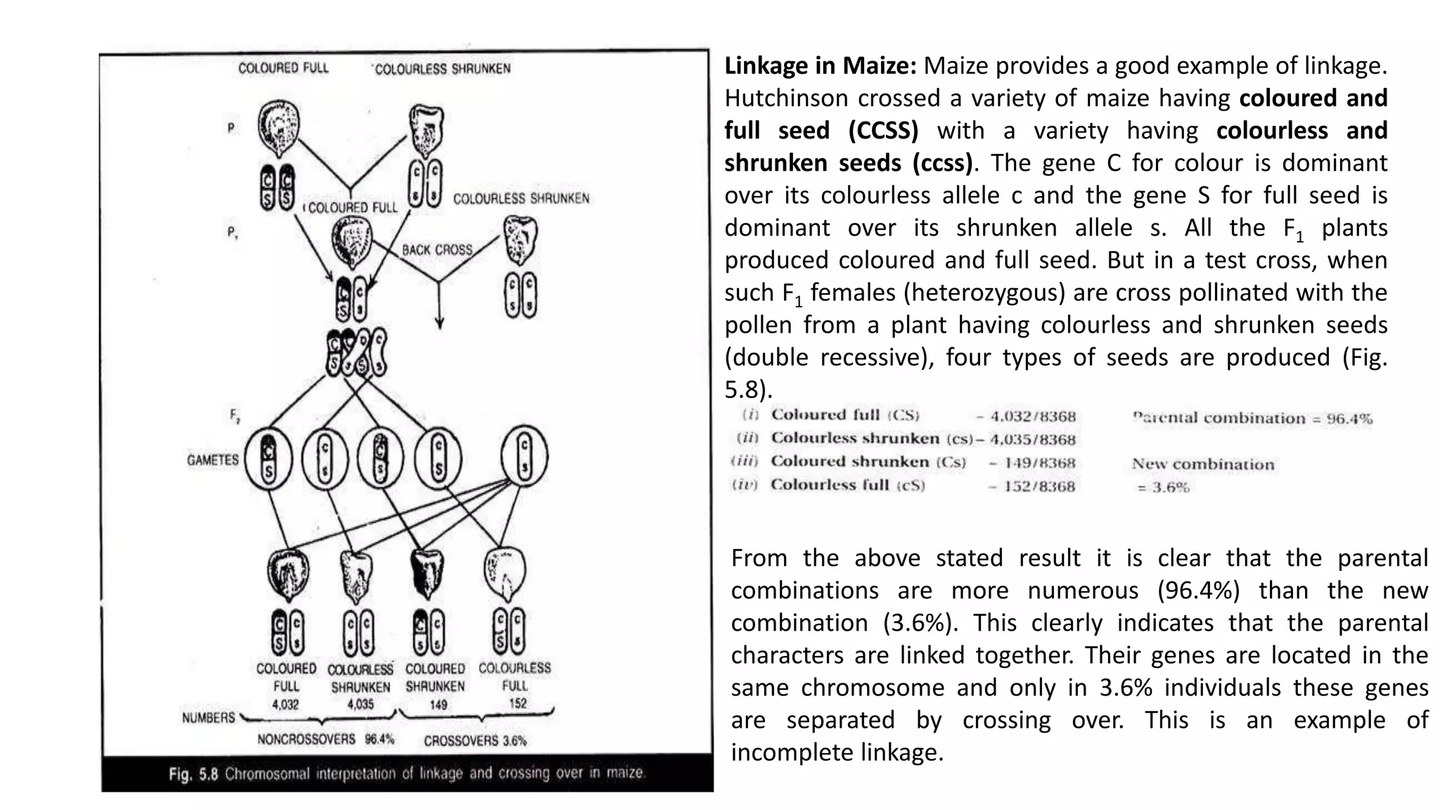 Coupling and repulsion human genetics | PPTX