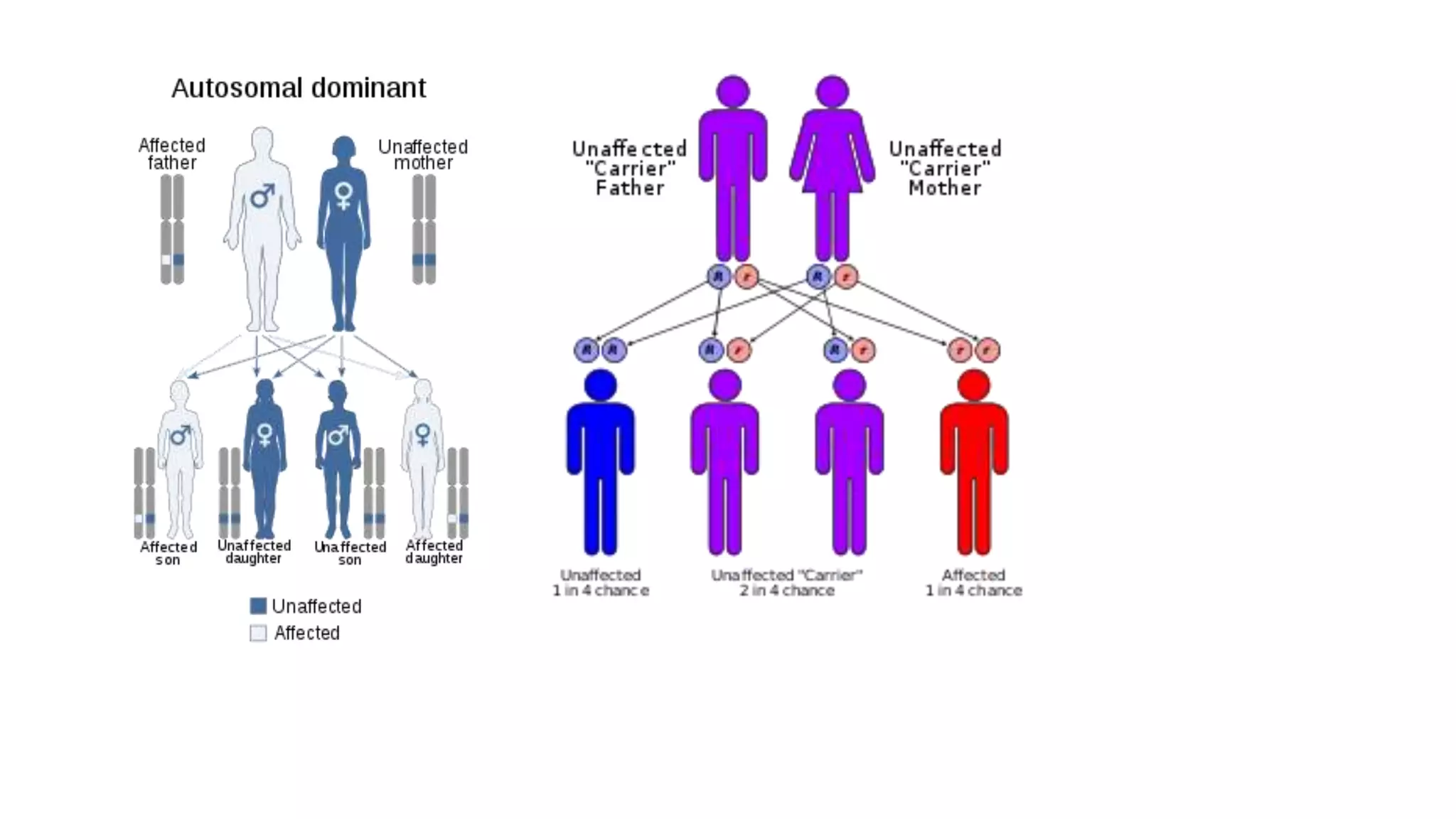 Coupling and repulsion human genetics | PPTX