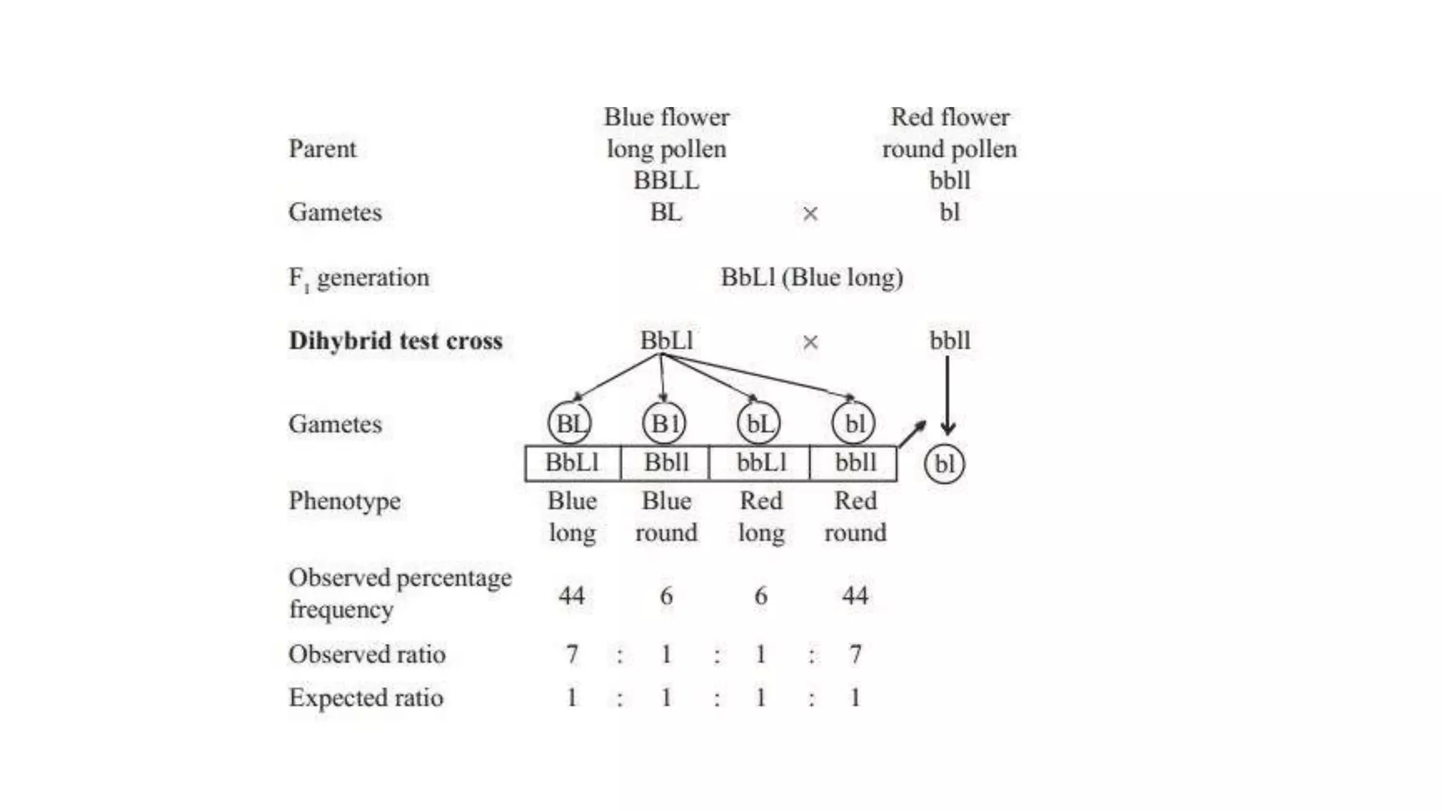 Coupling and repulsion human genetics | PPTX