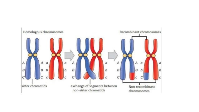 Coupling and repulsion human genetics