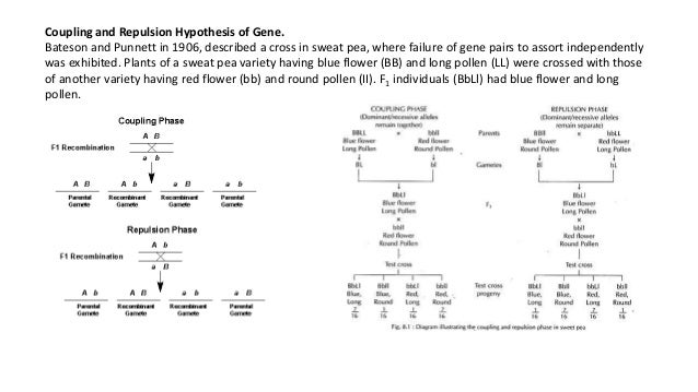 Coupling and repulsion human genetics