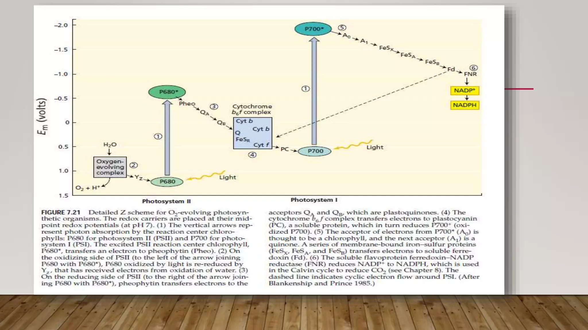Coupling factors and mechanism of atp synthesis and | PPT