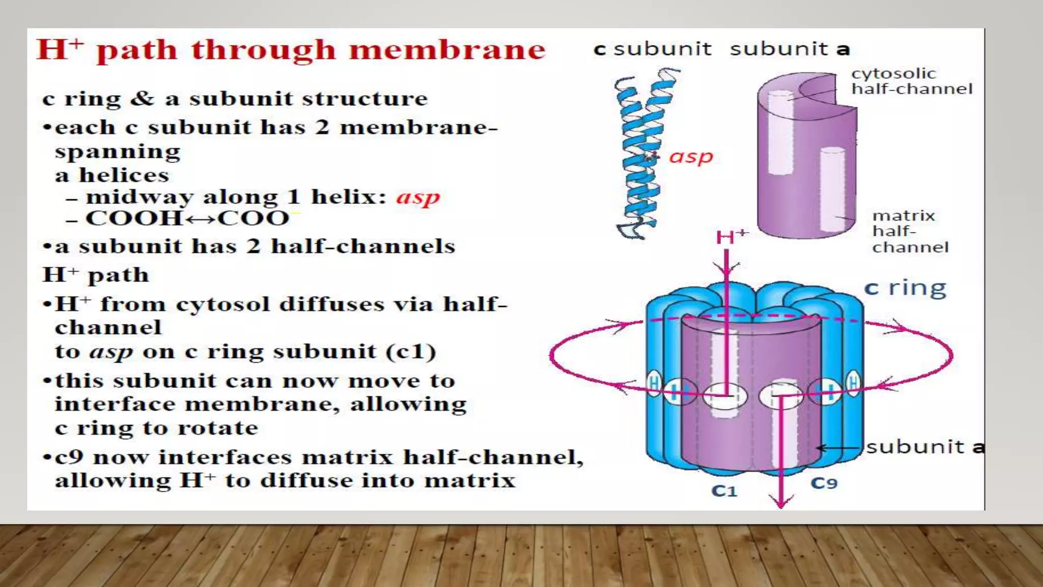 Coupling factors and mechanism of atp synthesis and | PPT
