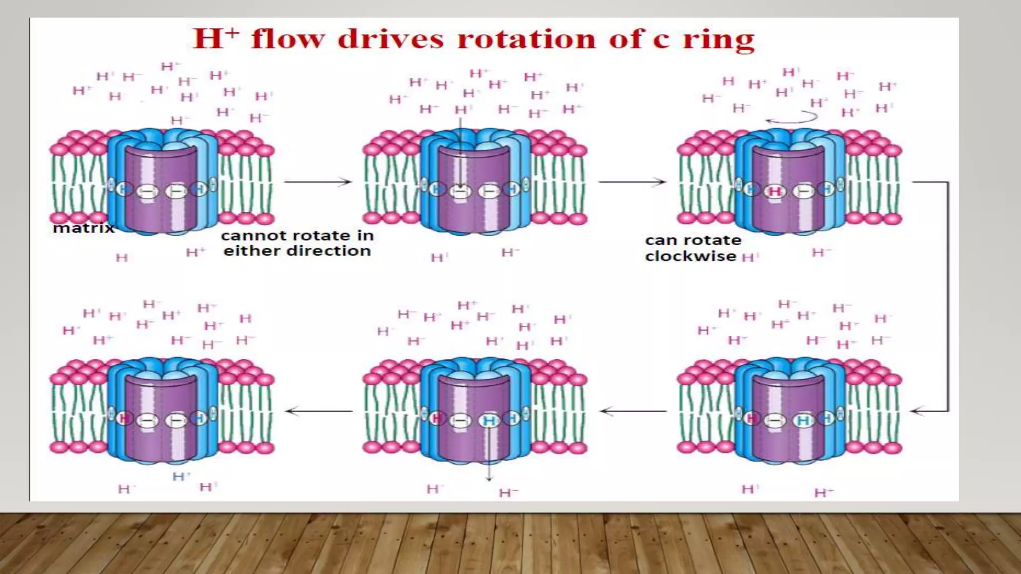 Coupling factors and mechanism of atp synthesis and | PPT