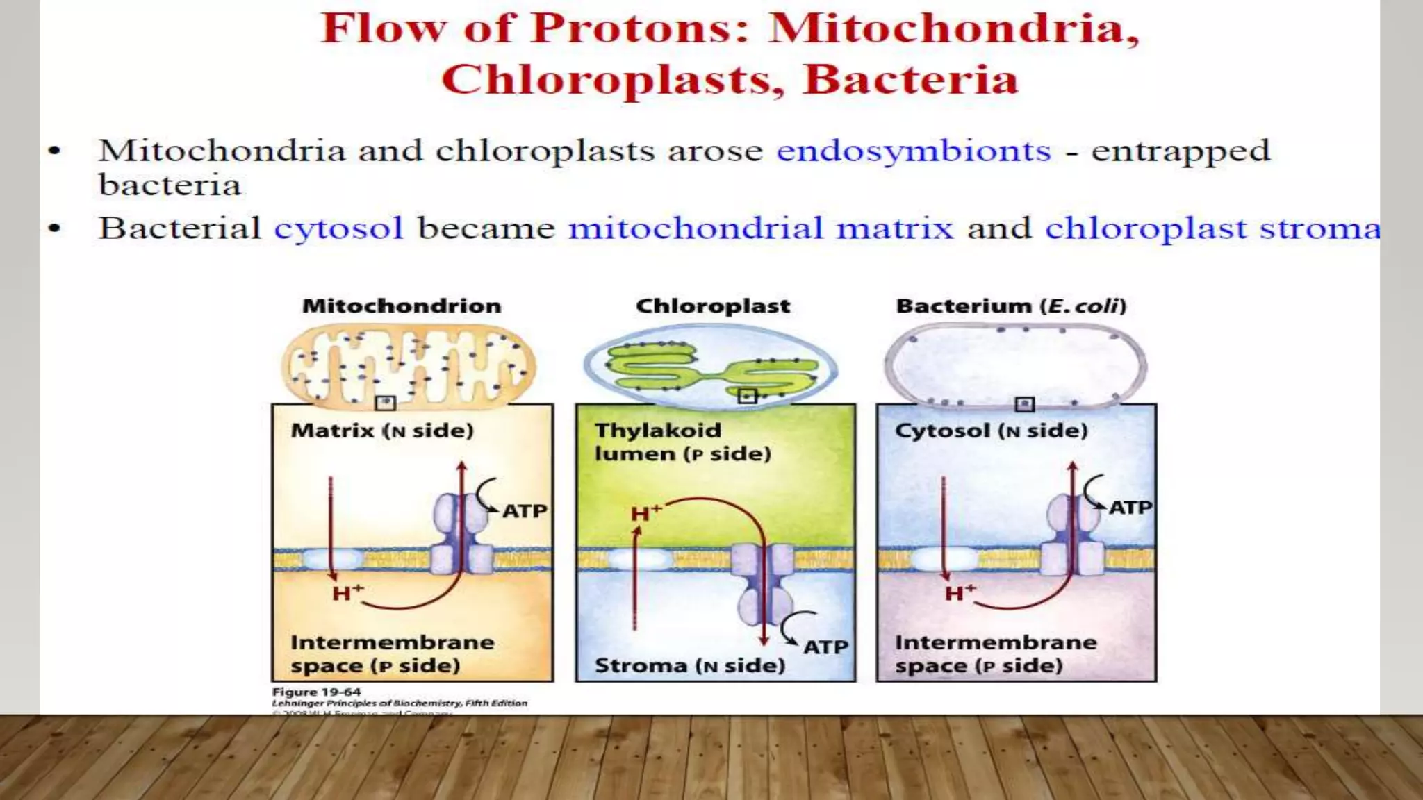 Coupling factors and mechanism of atp synthesis and | PPT
