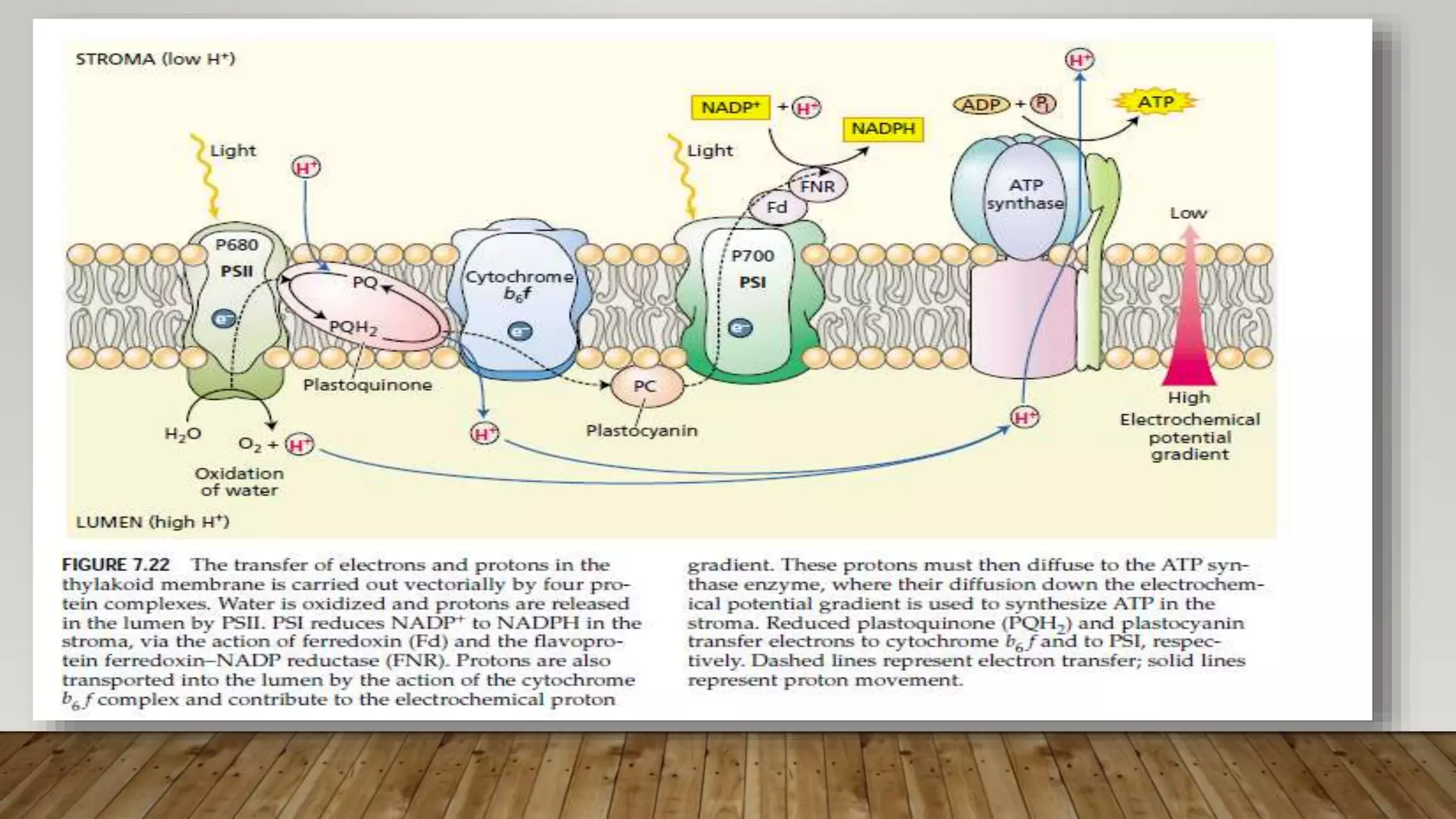 Coupling factors and mechanism of atp synthesis and | PPT