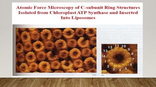 Coupling factors and mechanism of atp synthesis and | PPT