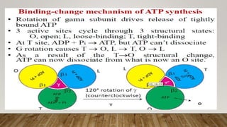 Coupling factors and mechanism of atp synthesis and | PPT