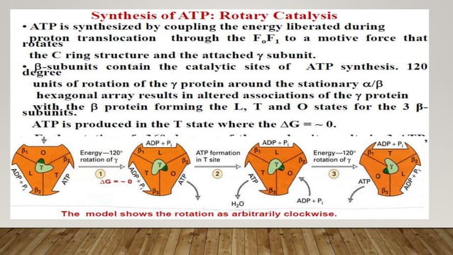 Coupling factors and mechanism of atp synthesis and | PPT