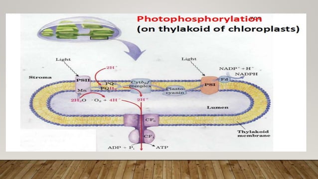 Coupling factors and mechanism of atp synthesis and | PPT