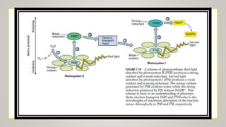 Coupling factors and mechanism of atp synthesis and | PPT