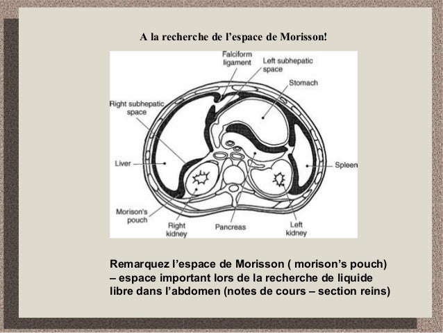 Cours 2 auto apprentissage foie vésicule biliaire et pancréas