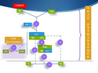 Cours 3 hémostase-H2024-2025 bio medical.pptx