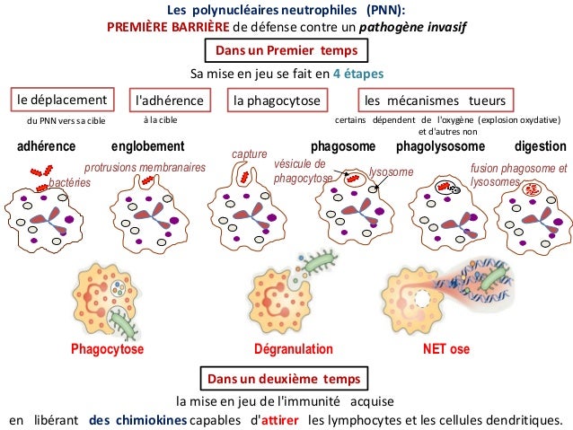 Cours 3 les cellules phagocytaires