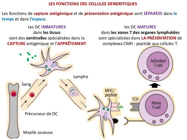Cours 4 cellules dendritiques et LNK 2016