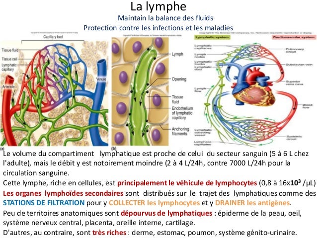Cours 6 organes lymphoïdes et lymphocytes T