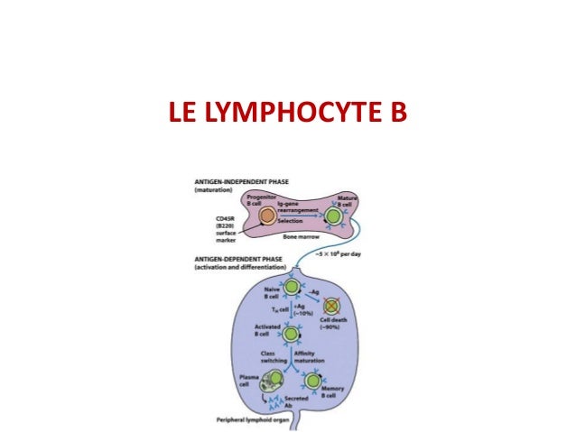 Cours 7 lymphocyte b et immunoglobulines