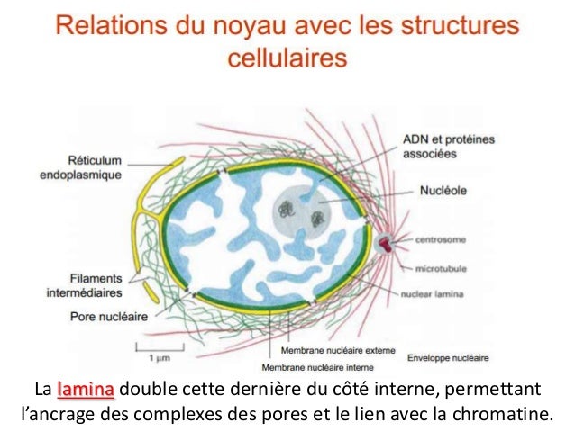 Cours biologie cellulaire (3)