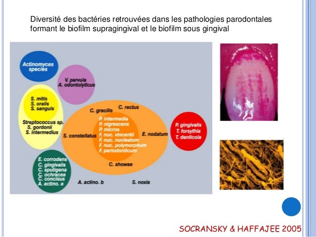 Cours écosystème et biofilm