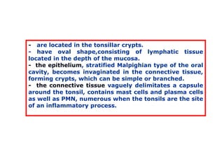 Course 1-5-03 md-histo1 | PDF