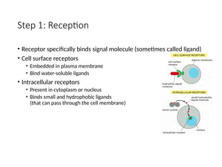 Course 1 signal transduction cell signal.pptx