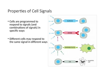 Course 1 signal transduction cell signal.pptx