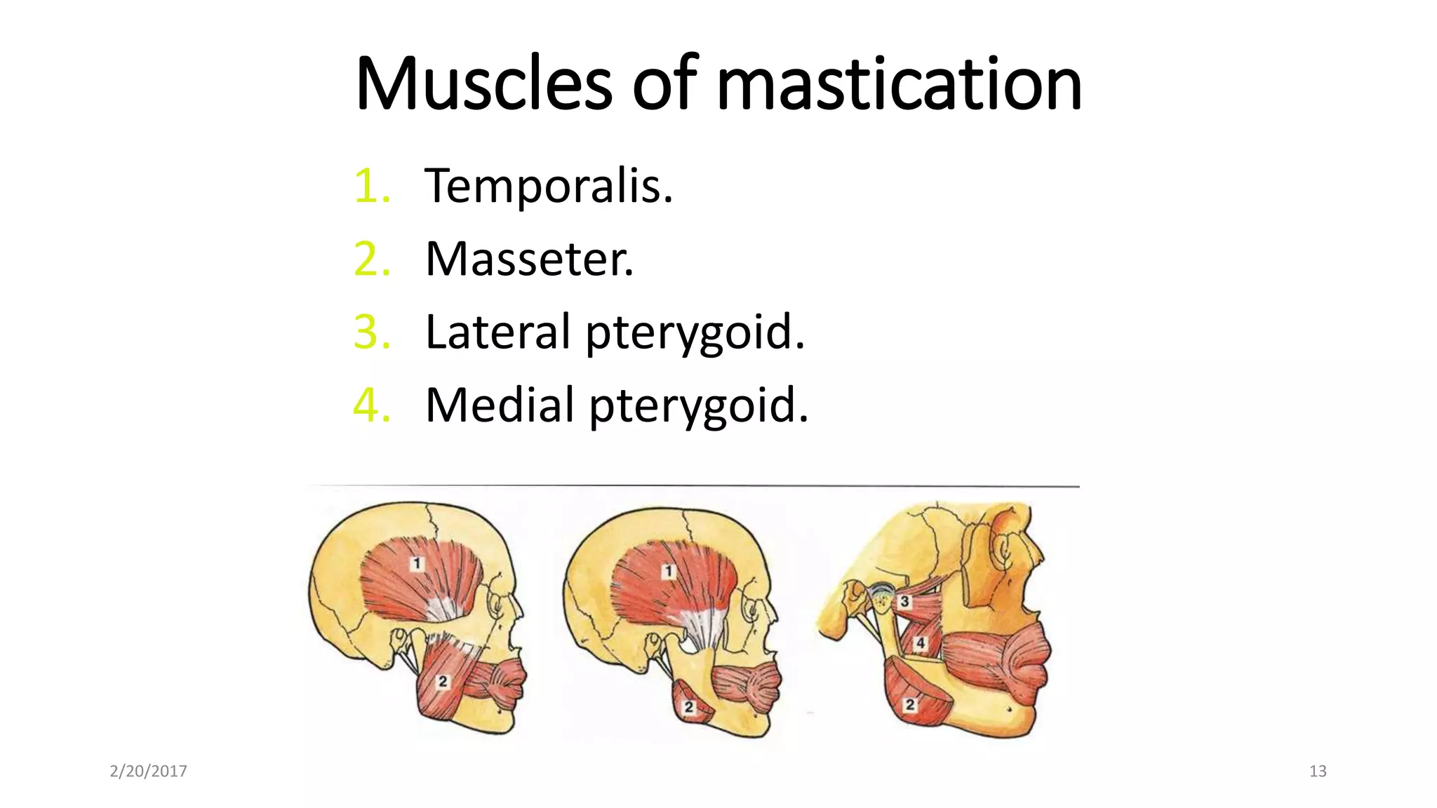Course 2016 MANDIBLE MUSCLES OF MASTICATION AND TEMPOROMANDIBULAR JOINT ...