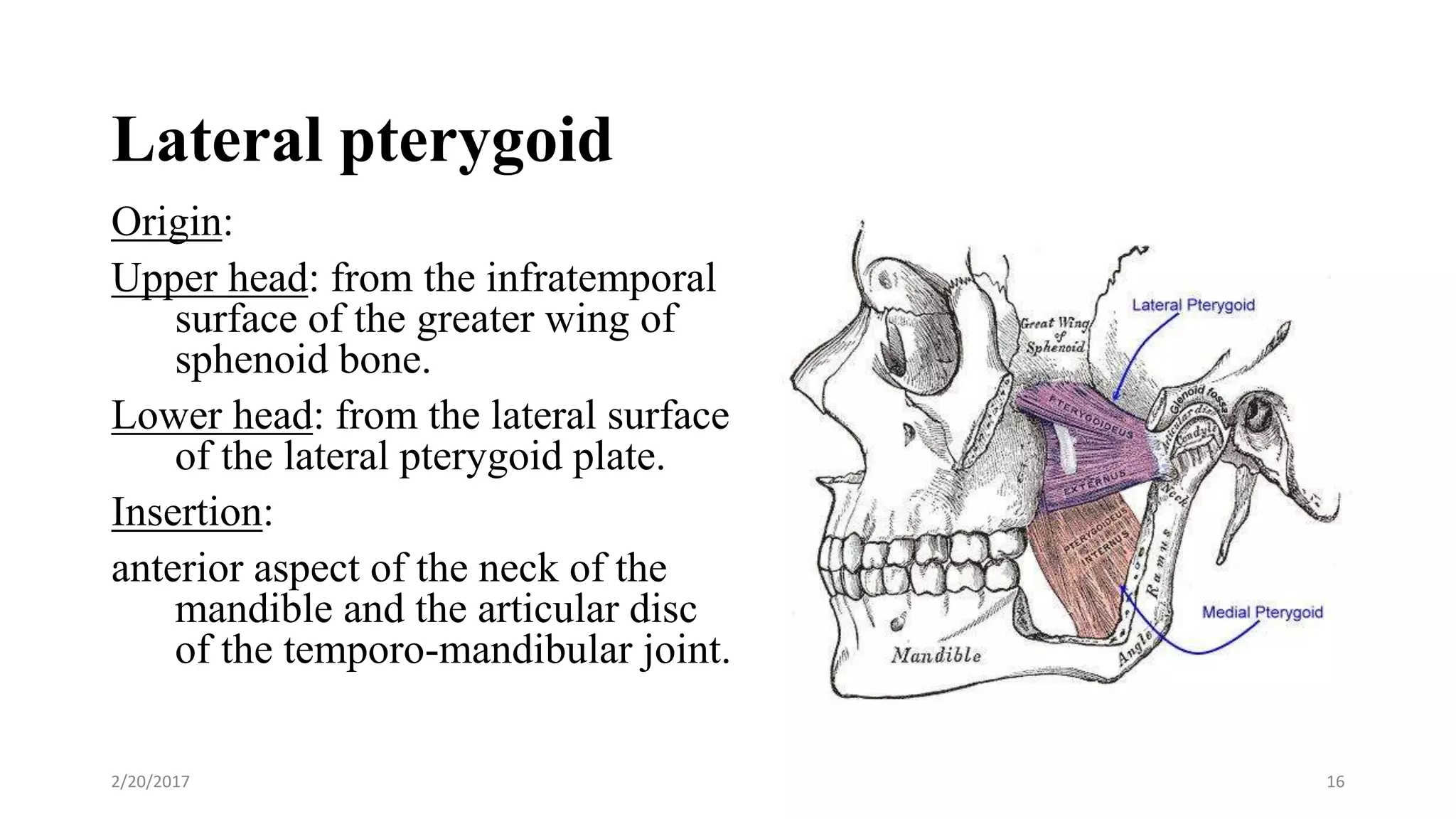 Course 2016 MANDIBLE MUSCLES OF MASTICATION AND TEMPOROMANDIBULAR JOINT ...