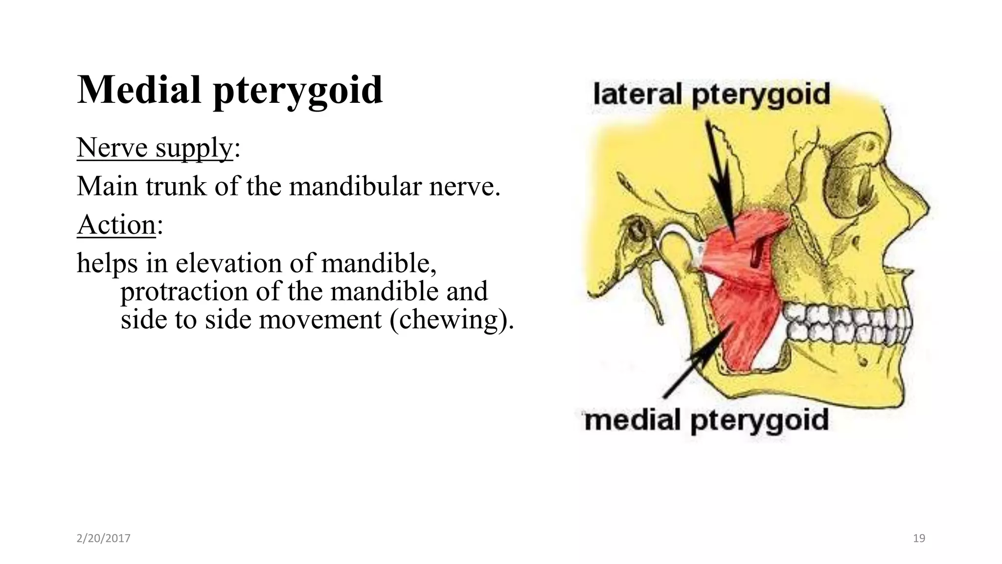 Course 2016 MANDIBLE MUSCLES OF MASTICATION AND TEMPOROMANDIBULAR JOINT ...
