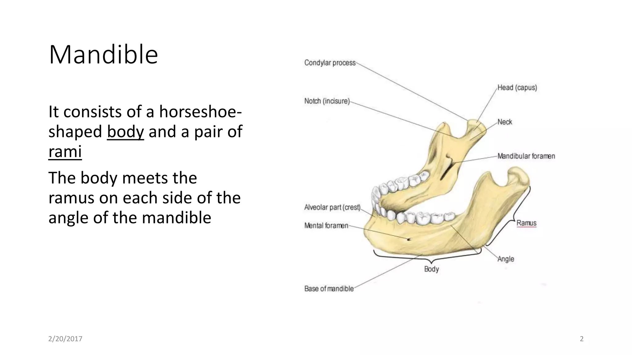 Course 2016 MANDIBLE MUSCLES OF MASTICATION AND TEMPOROMANDIBULAR JOINT ...