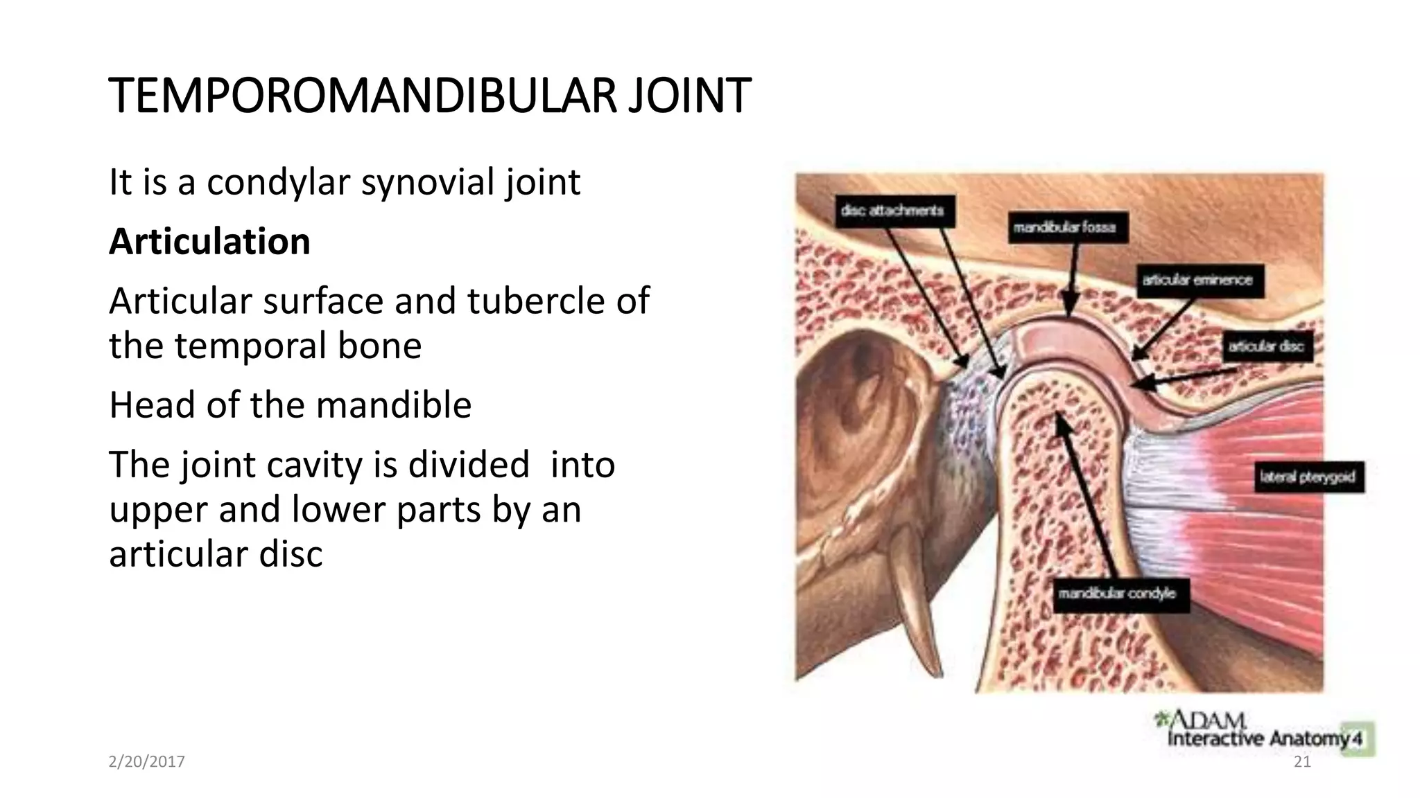 Course 2016 MANDIBLE MUSCLES OF MASTICATION AND TEMPOROMANDIBULAR JOINT ...