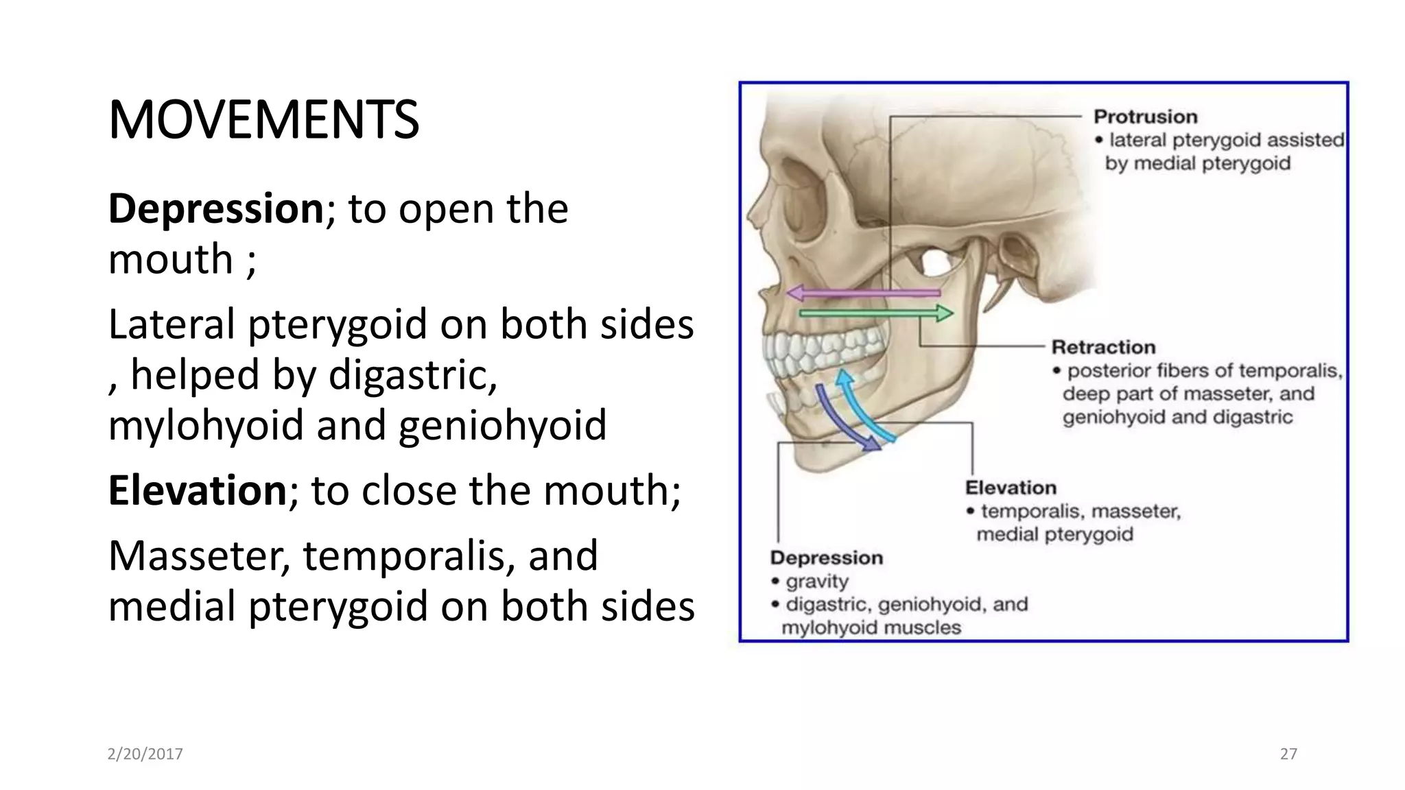 Course 2016 MANDIBLE MUSCLES OF MASTICATION AND TEMPOROMANDIBULAR JOINT ...