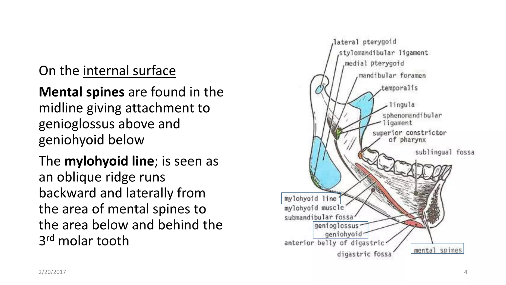 Course 2016 MANDIBLE MUSCLES OF MASTICATION AND TEMPOROMANDIBULAR JOINT ...