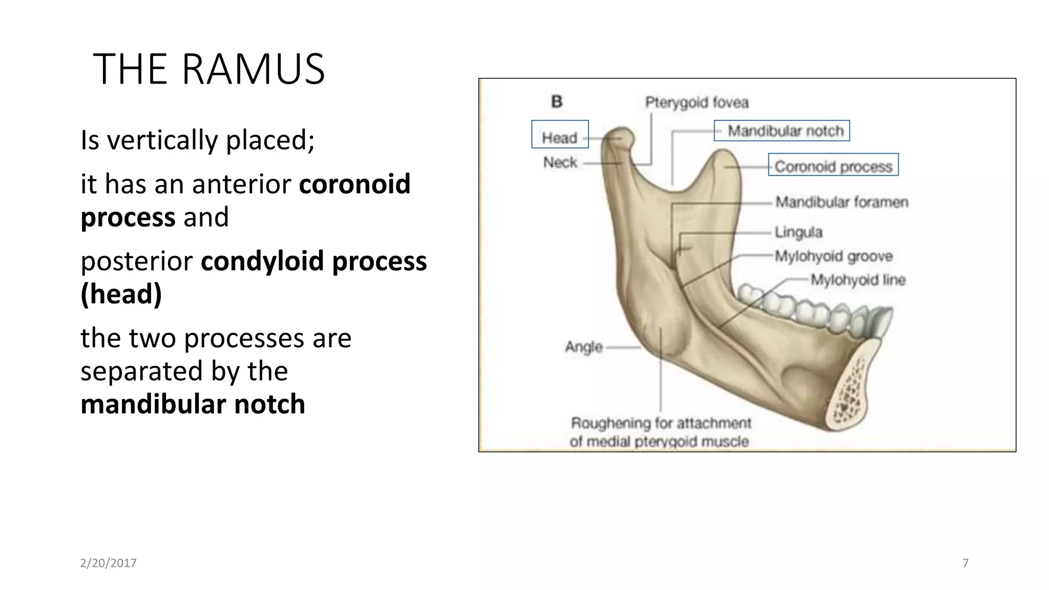 Course 2016 MANDIBLE MUSCLES OF MASTICATION AND TEMPOROMANDIBULAR JOINT ...