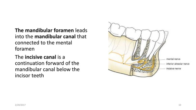 Course 2016 MANDIBLE MUSCLES OF MASTICATION AND TEMPOROMANDIBULAR JOINT ...