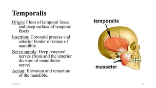 Course 2016 MANDIBLE MUSCLES OF MASTICATION AND TEMPOROMANDIBULAR JOINT ...