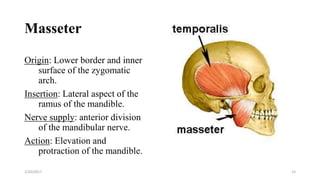 Course 2016 MANDIBLE MUSCLES OF MASTICATION AND TEMPOROMANDIBULAR JOINT ...
