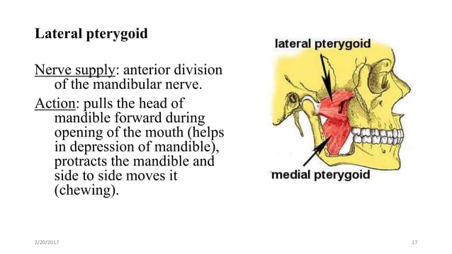 Course 2016 MANDIBLE MUSCLES OF MASTICATION AND TEMPOROMANDIBULAR JOINT ...