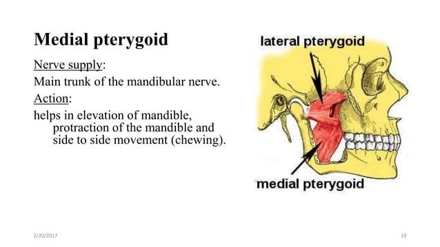 Course 2016 MANDIBLE MUSCLES OF MASTICATION AND TEMPOROMANDIBULAR JOINT ...