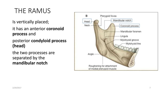 Course 2016 MANDIBLE MUSCLES OF MASTICATION AND TEMPOROMANDIBULAR JOINT ...