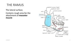 Course 2016 MANDIBLE MUSCLES OF MASTICATION AND TEMPOROMANDIBULAR JOINT ...