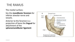 Course 2016 MANDIBLE MUSCLES OF MASTICATION AND TEMPOROMANDIBULAR JOINT ...